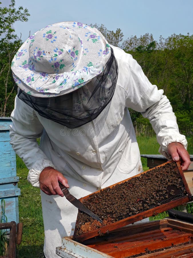 Beekeeper stock photo. Image of conservation, apiarist - 2982378