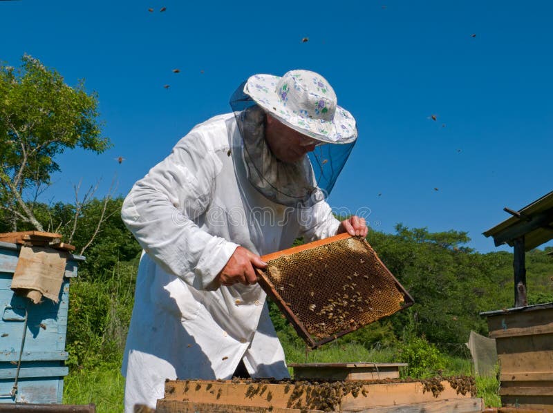 Beekeeper stock photo. Image of apiary, beekeeping, apis - 28862872
