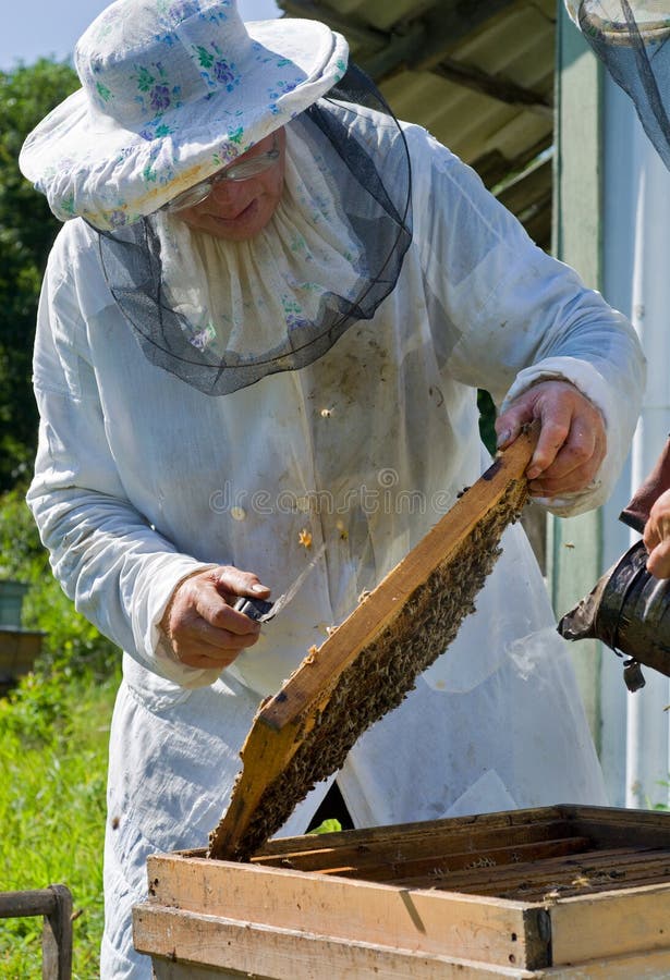 Beekeeper 21 stock image. Image of honey, hymenopter, hymenopterous ...