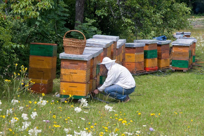 Beekeeper stock photo. Image of honeycomb, farm, meadow - 5553488