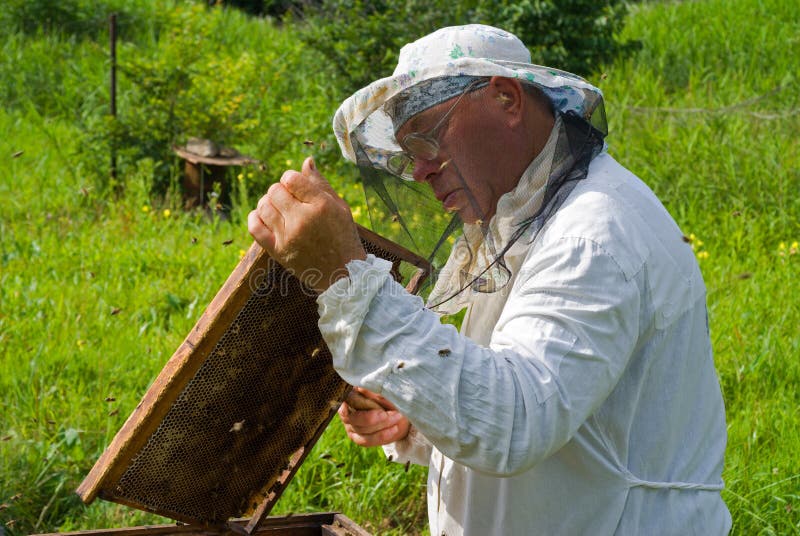 Beekeeper 15 stock photo. Image of colony, hymenopterous - 3581094