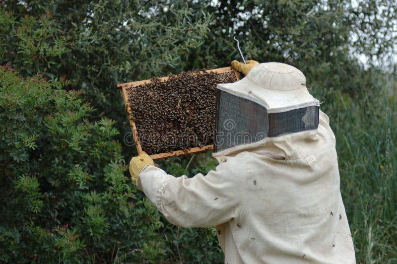 Beekeeper stock photo. Image of insects, hive, hymenopteran - 7754570