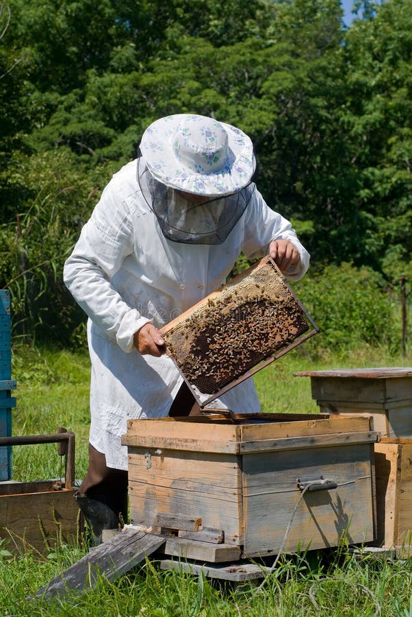 Beekeeper stock image. Image of insect, apiary, rural - 8374269