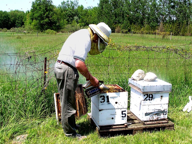 Beekeeper stock image. Image of combs, apiary, honeycomb - 84649