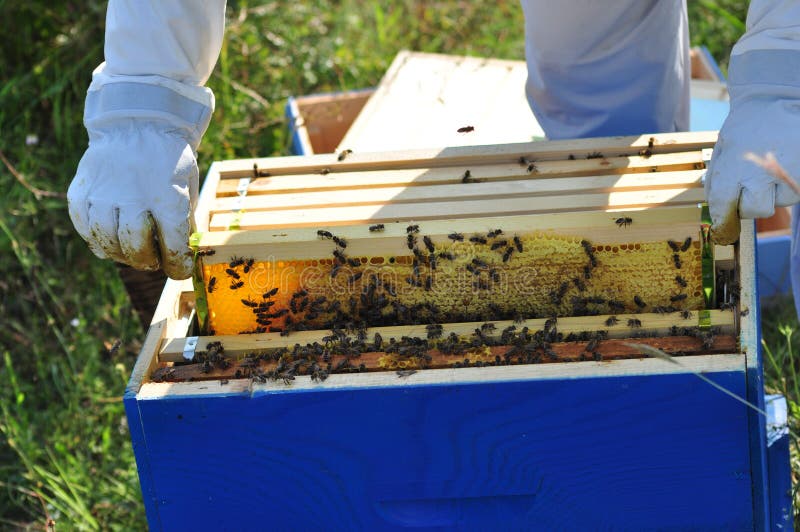 Beekeeper stock image. Image of honey, nature, apiculture - 42848227