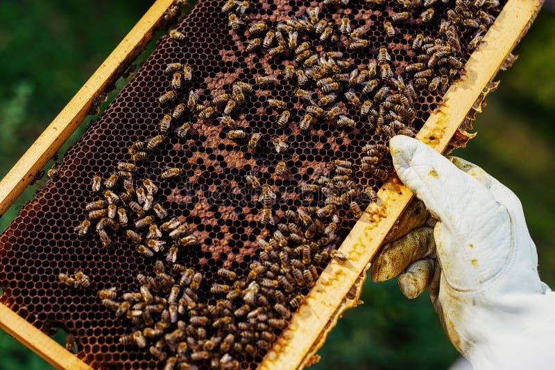 Beekeeper on Apiary. Beekeeper is Working with Bees and Beehives on the ... Beekeeper on Apiary. Beekeeper is Working with Bees and Beehives on the ...