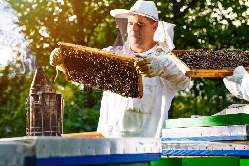 Beekeeper on Apiary. Beekeeper is Working with Bees and Beehives on the ... Beekeeper on Apiary. Beekeeper is Working with Bees and Beehives on the ...