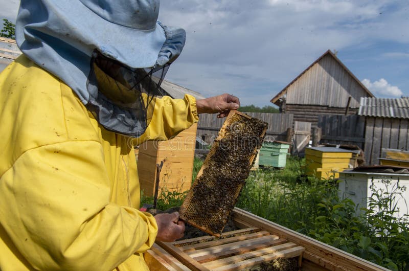 A Man Pulls Out of the Hive Frame with Honey and Bees Stock Photo ...