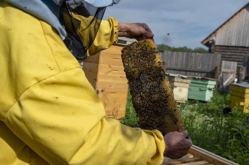 A Man Pulls Out of the Hive Frame with Honey and Bees Stock Photo ...