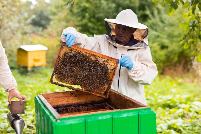 Beekeeper on Apiary. Beekeeper is Working with Bees and Beehives on ...