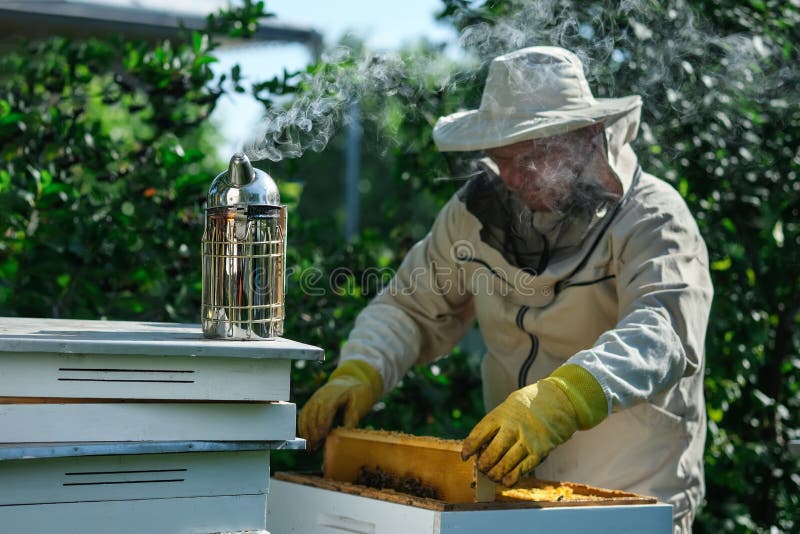 Beekeeper Consider Bees in Honeycombs with a Magnifying Glass ...