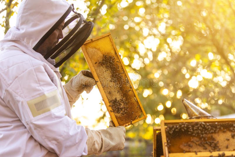Beekeeper on an Apiary, Beekeeper is Working with Bees and Beehives on ...