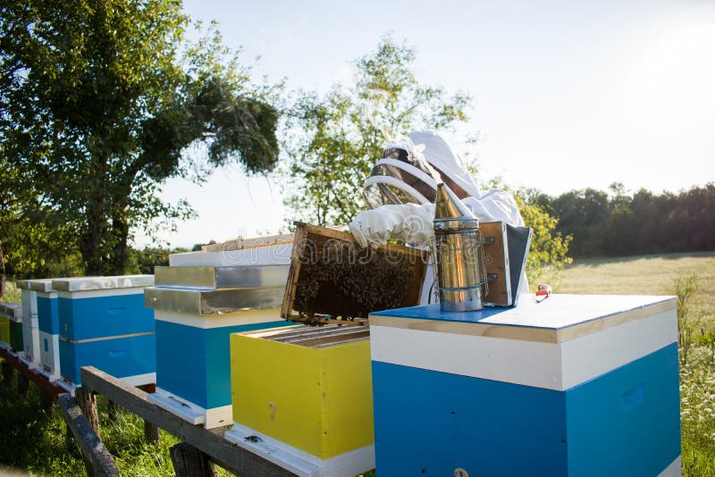 891 Beekeeper Inspecting Beehives Apiary Stock Photos - Free & Royalty ...