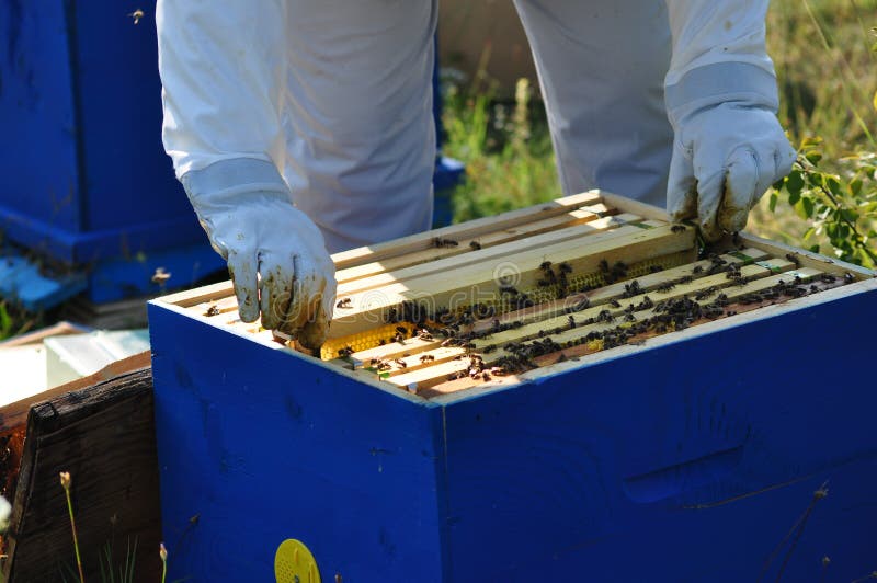 Beekeeper stock photo. Image of beehive, insect, beautiful - 42848310