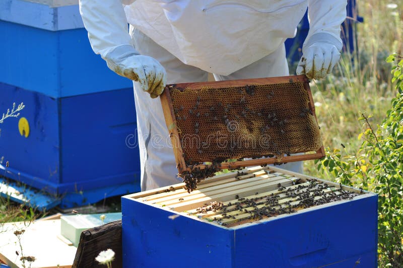 Beekeeper stock photo. Image of insect, nature, ecology - 42848458