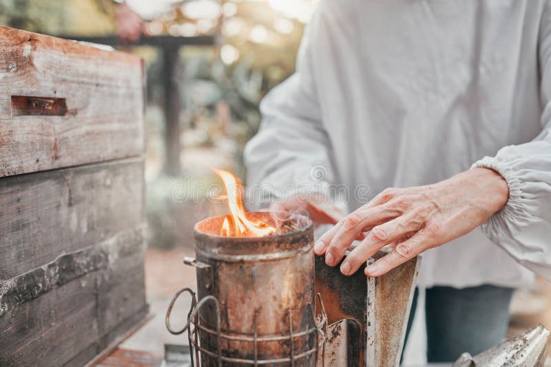 Beekeeper, Bee Bellows and Fire To Smoke in Closeup at Apiary in ... Beekeeper, Bee Bellows and Fire To Smoke in Closeup at Apiary in ...