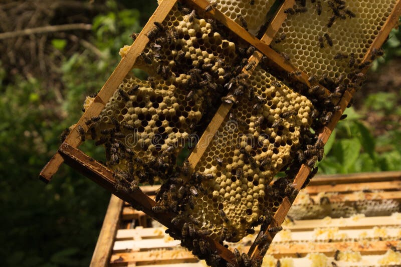 Beekeeper stock photo. Image of beeswax, colony, animal - 73197010