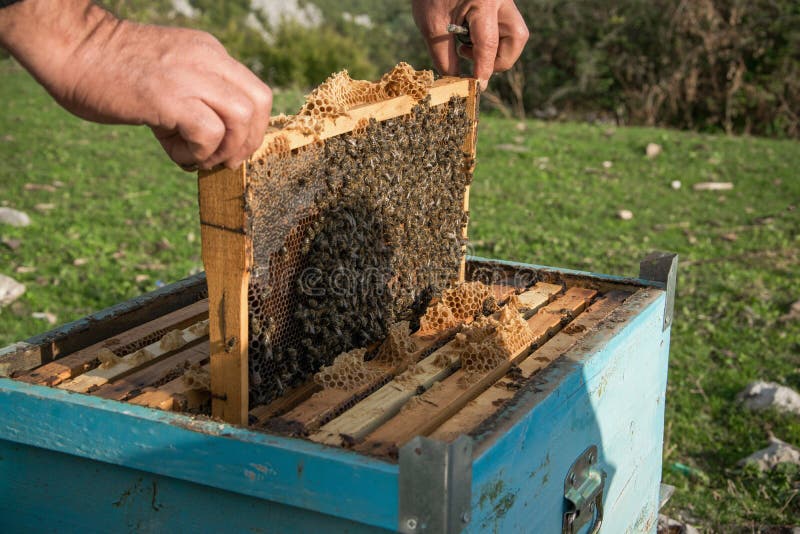 Beekeeper with the beehive stock image. Image of beehive - 104190163
