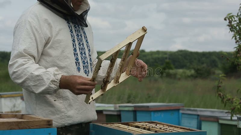 Beekeeper with Beehives and Honeycomb Stock Video - Video of beehive ...