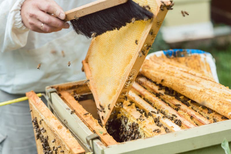 Beekeeper Brushing Bees from Honeycomb Stock Image - Image of caucasian ...