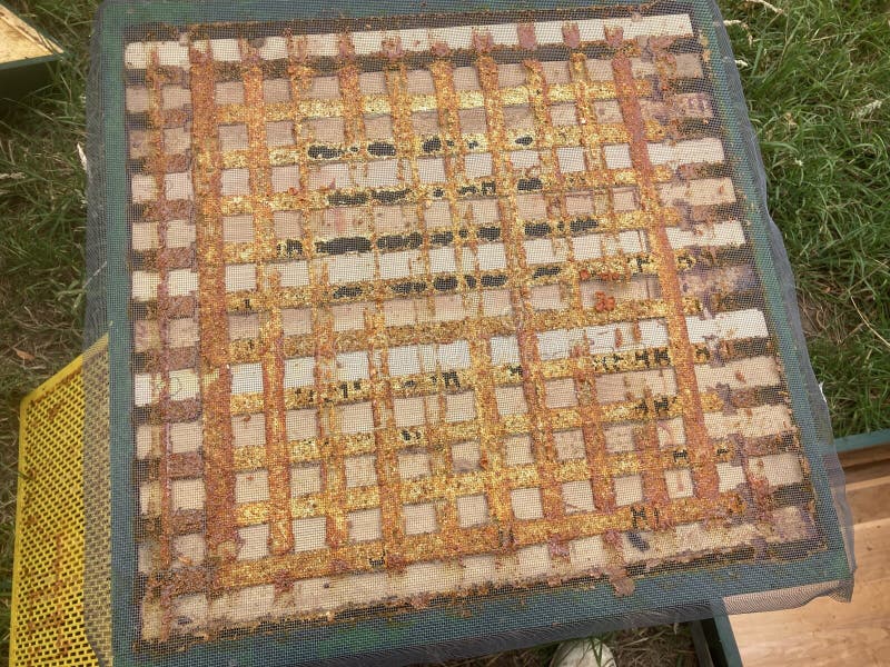 Propolis Collection Screen that Has Been Rotated.. Beekeeping Stock ...
