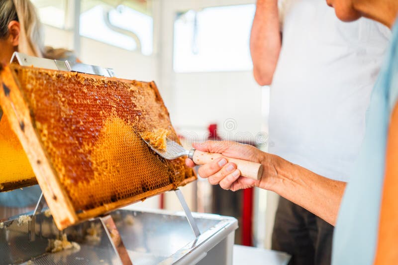 Beekeeper with Capping Scratcher Uncapping Beehive Frame from Beewax ...