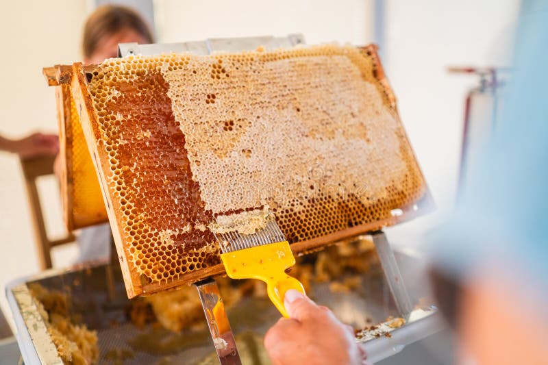 Beekeeper with Capping Scratcher Uncapping Beehive Honeycombs Frame ...