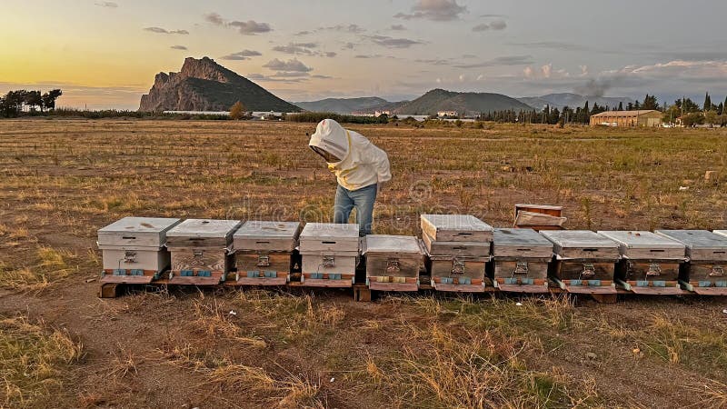 Beekeeper Checking the Hives at Sunset. Gazipasa Castle in the ...