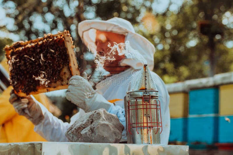Beekeeper Checking Honey on the Beehive Frame in the Field. Beekeeper ...