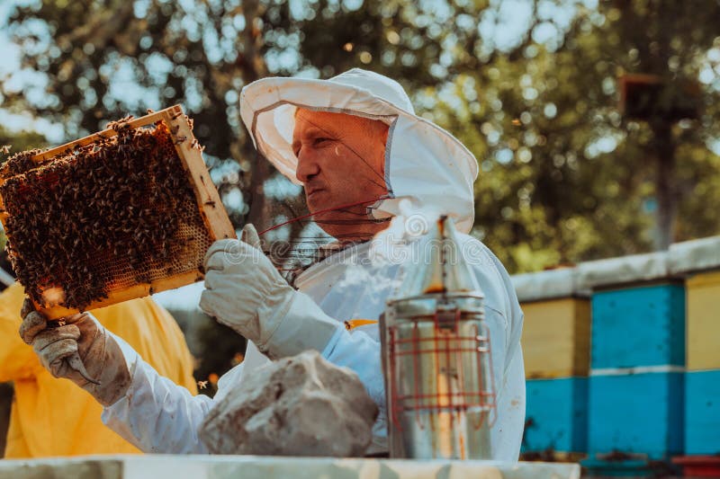 Beekeeper Checking Honey on the Beehive Frame in the Field. Beekeeper ...