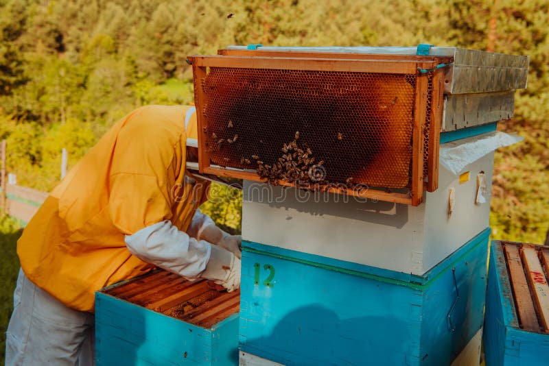 Beekeeper Checking Honey on the Beehive Frame in the Field. Beekeeper ...