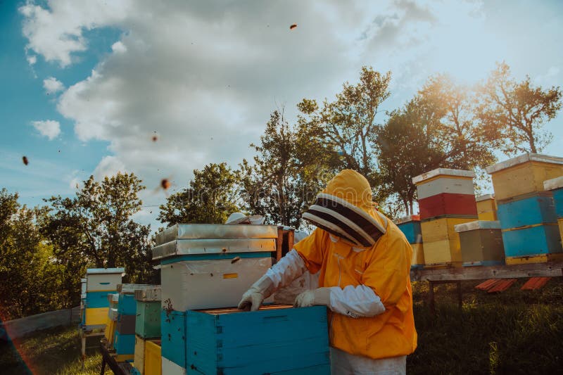 Beekeeper Checking Honey on the Beehive Frame in the Field. Beekeeper ...