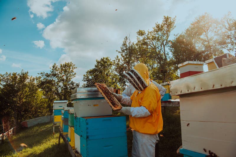 Beekeeper Checking Honey on the Beehive Frame in the Field. Beekeeper ...