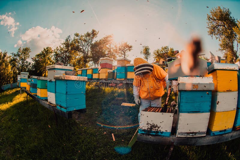 Beekeeper Checking Honey on the Beehive Frame in the Field. Beekeeper ...