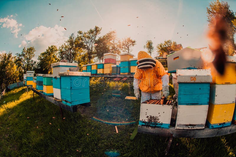 Beekeeper Checking Honey on the Beehive Frame in the Field. Beekeeper ...