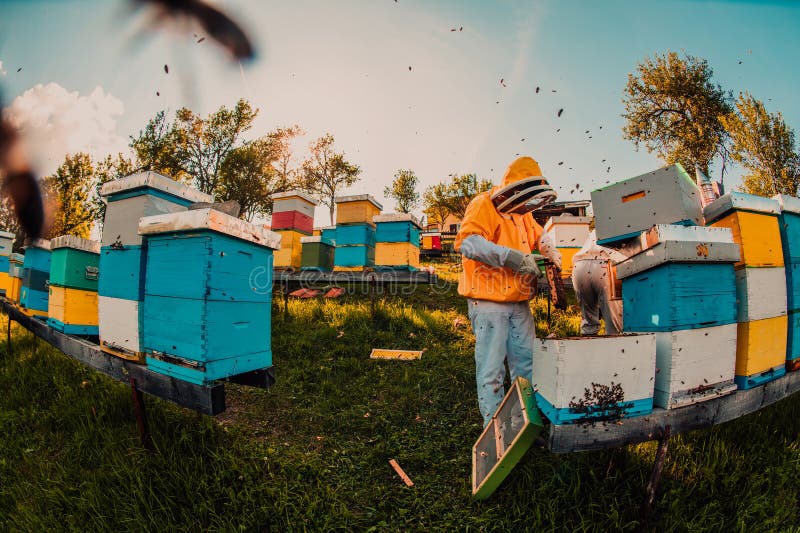 Beekeeper Checking Honey on the Beehive Frame in the Field. Beekeeper ...