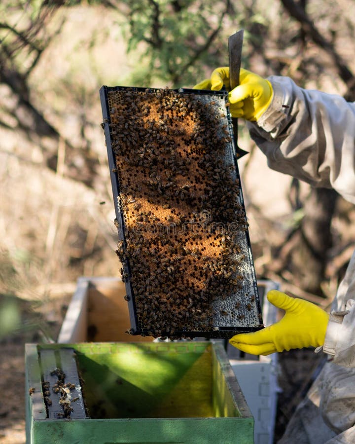 A Beekeeper is Checking Out a Hive Box Covered in Bees Stock Image ...