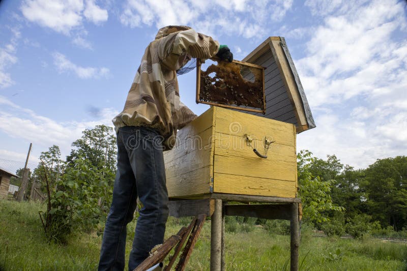 A Beekeeper Checks the Bees in the Hive Editorial Stock Photo - Image ...