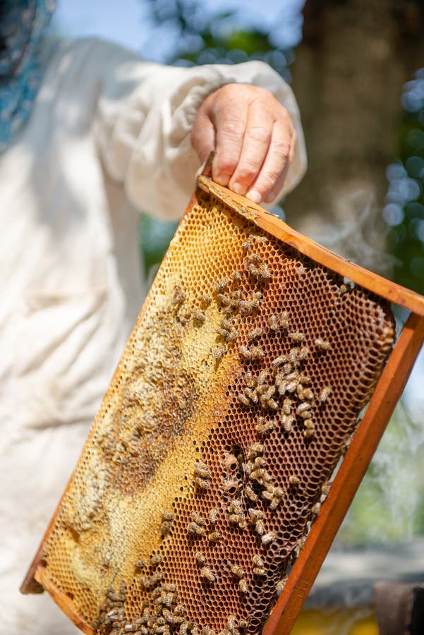 The Beekeeper Checks the Hive. Looks at Bees in the Sun Stock Image ...