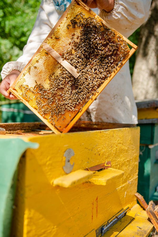 The Beekeeper Checks the Hive. Looks at Bees in the Sun Stock Image ...