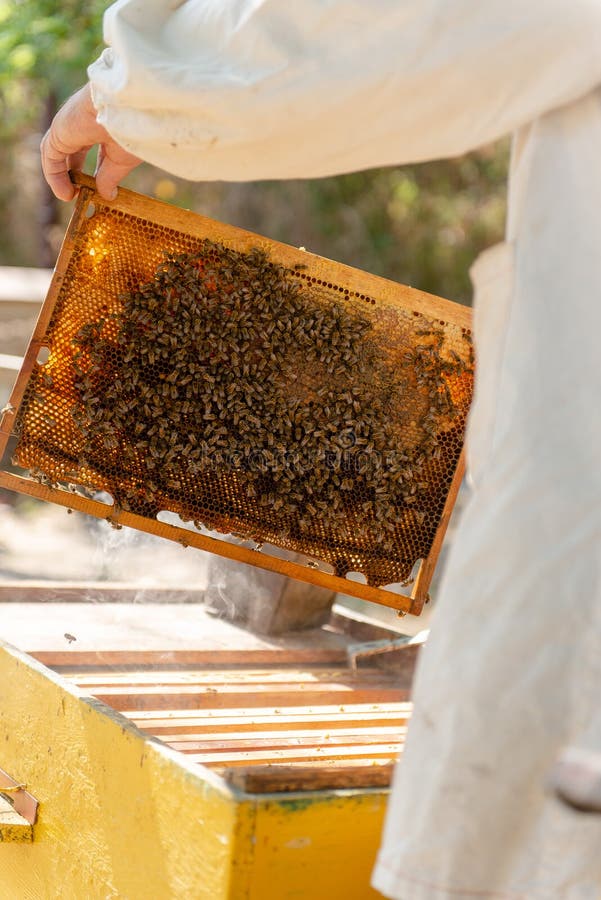 The Beekeeper Checks the Hive. Looks at Bees in the Sun. Stock Image ...