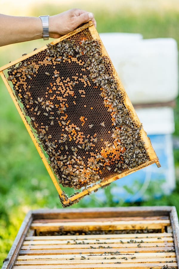 The Beekeeper Checks the Hive. Looks at Bees in the Sun. Stock Image ...