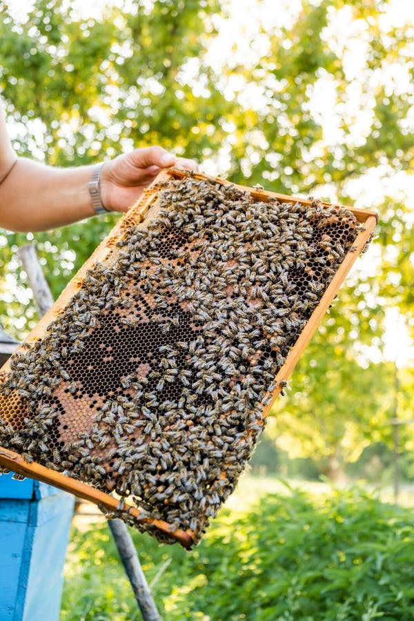 The Beekeeper Checks the Hive. Looks at Bees in the Sun. Stock Photo ...