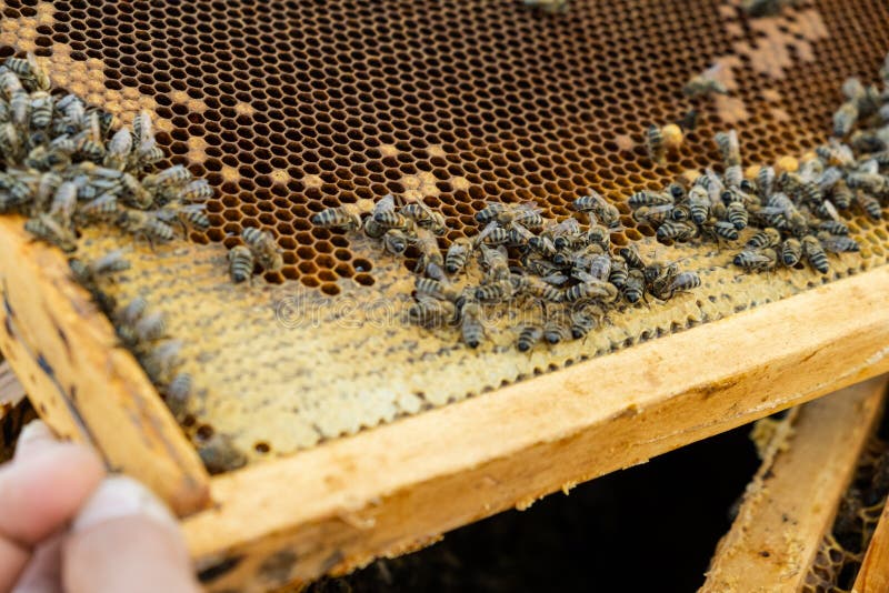 The Beekeeper Checks the Hive. Looks at Bees in the Sun. Stock Image ...