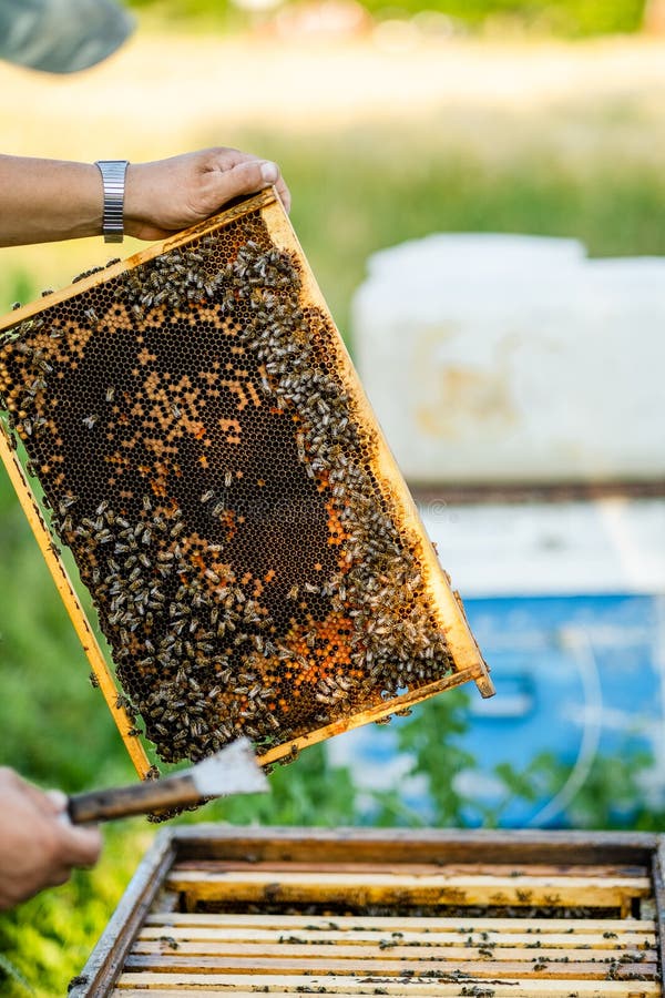 The Beekeeper Checks the Hive. Looks at Bees in the Sun. Stock Image ...