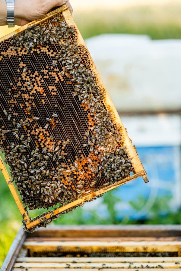 The Beekeeper Checks the Hive. Looks at Bees in the Sun. Stock Image ...