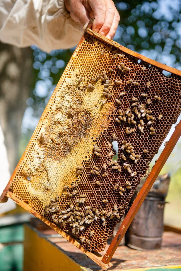 The Beekeeper Checks the Hive Stock Image - Image of beautiful, golden ...