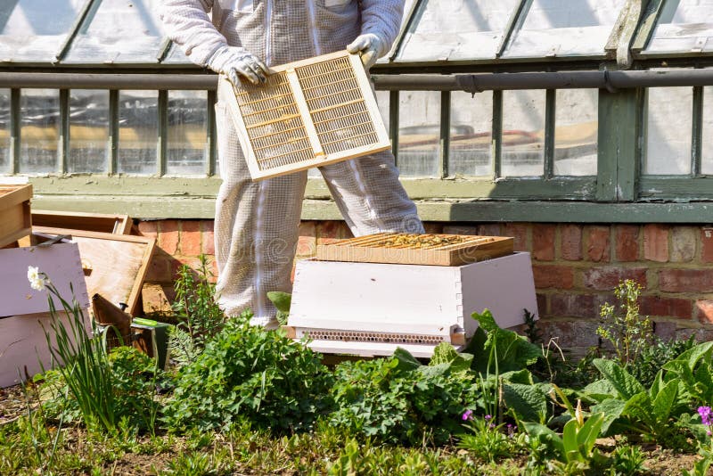 Beekeeper Collecting Honey from Bee Hive in Beekeeping Suit Stock Photo ...
