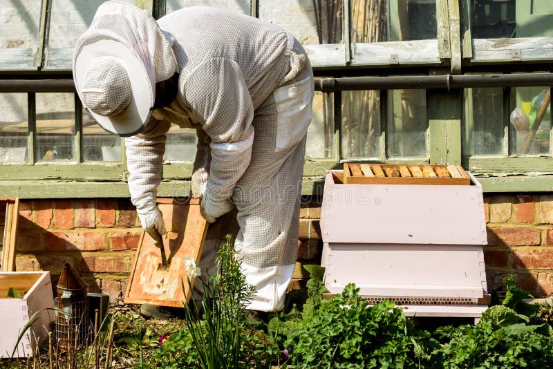 Beekeeper Collecting Honey from Bee Hive in Beekeeping Suit Stock Photo ...