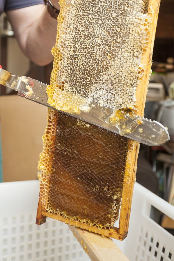 Beekeeper Collects the Honey. Close-up Beekeeper Uncapping Honeycomb ...